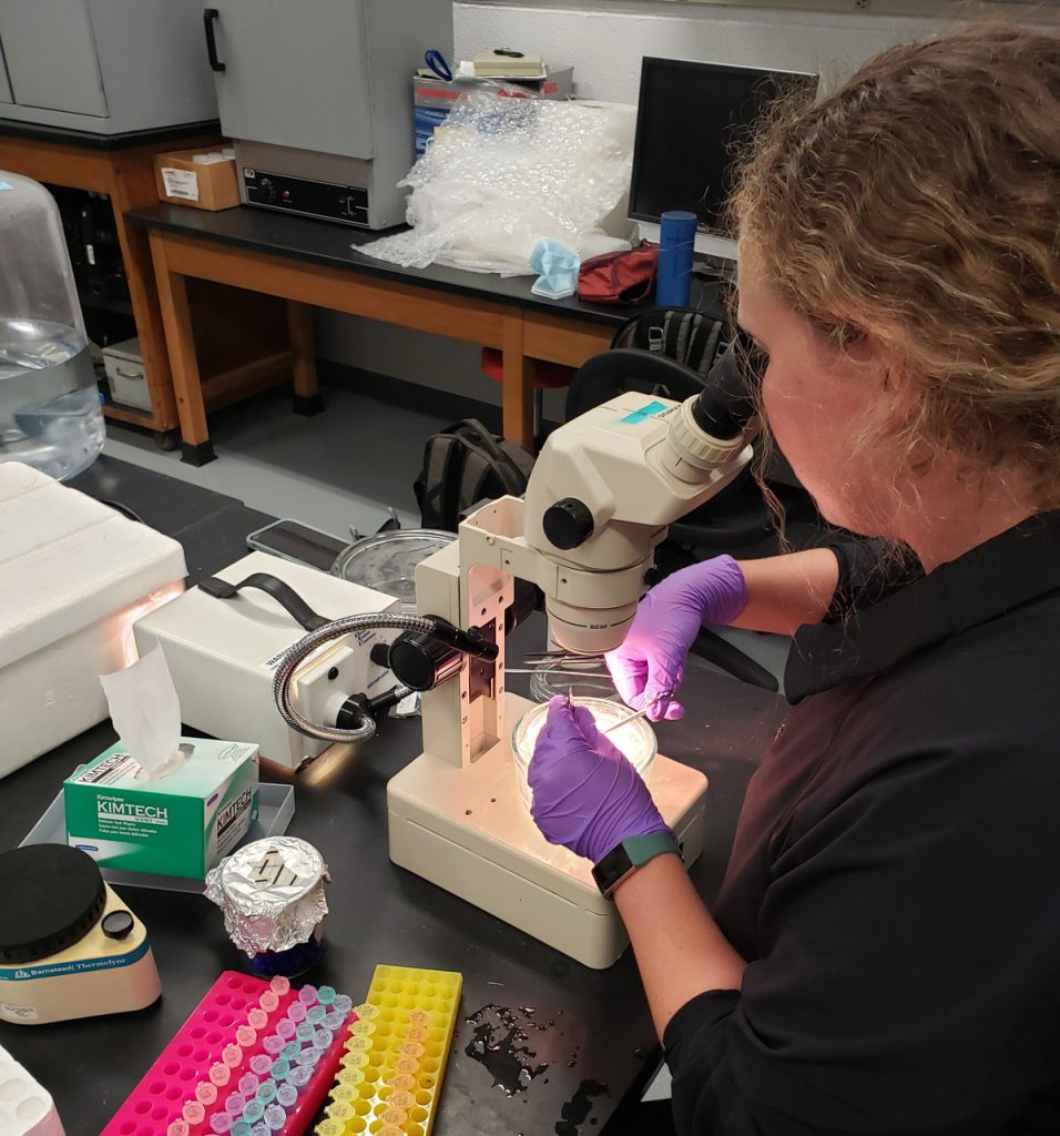 Sampling freshwater mussel gut microbiomes in the Great Lakes | Marine ...